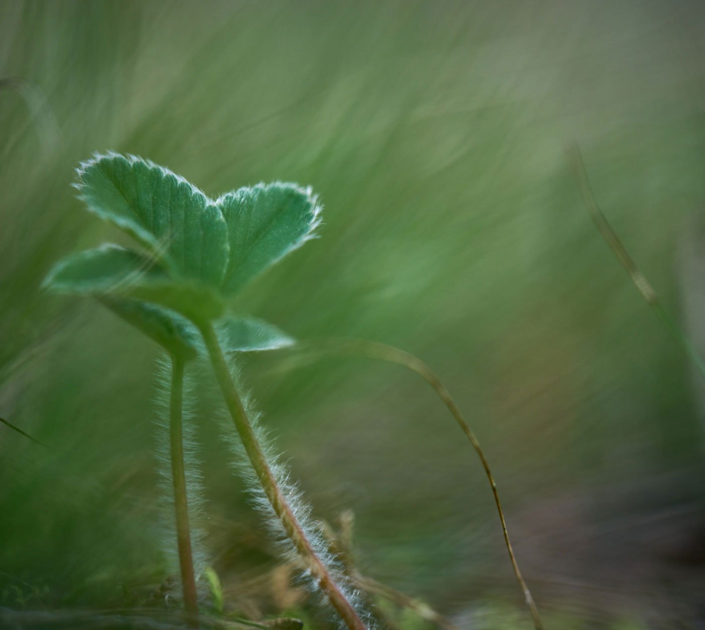 Preview: A Year on The Edge, Nature Photography with TJ Vissing - OMS Photo
